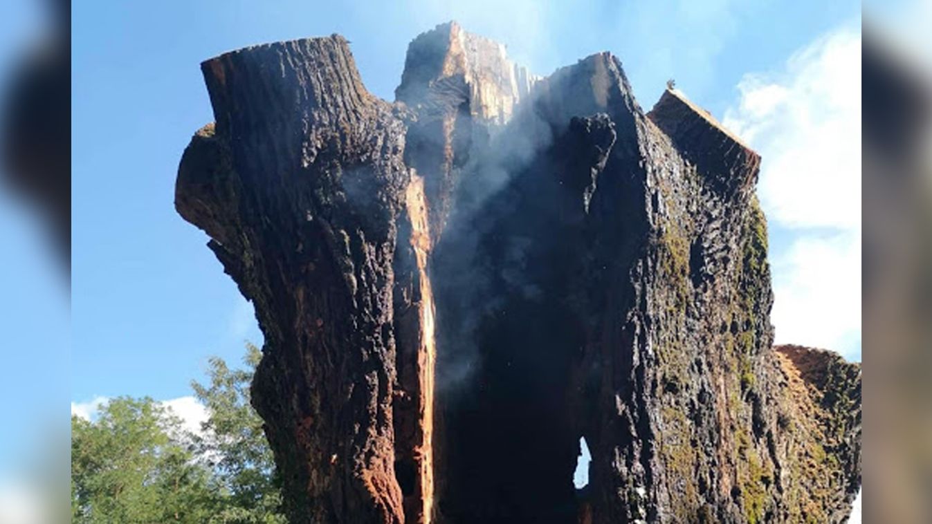 Tűz után kelt életre Patkó Bandi fája