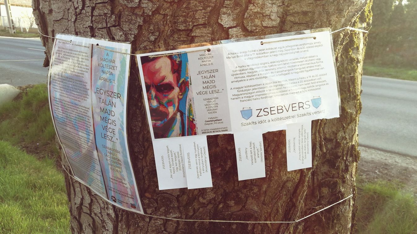 Tárlat: haiku versek a ságvári gesztenyesoron