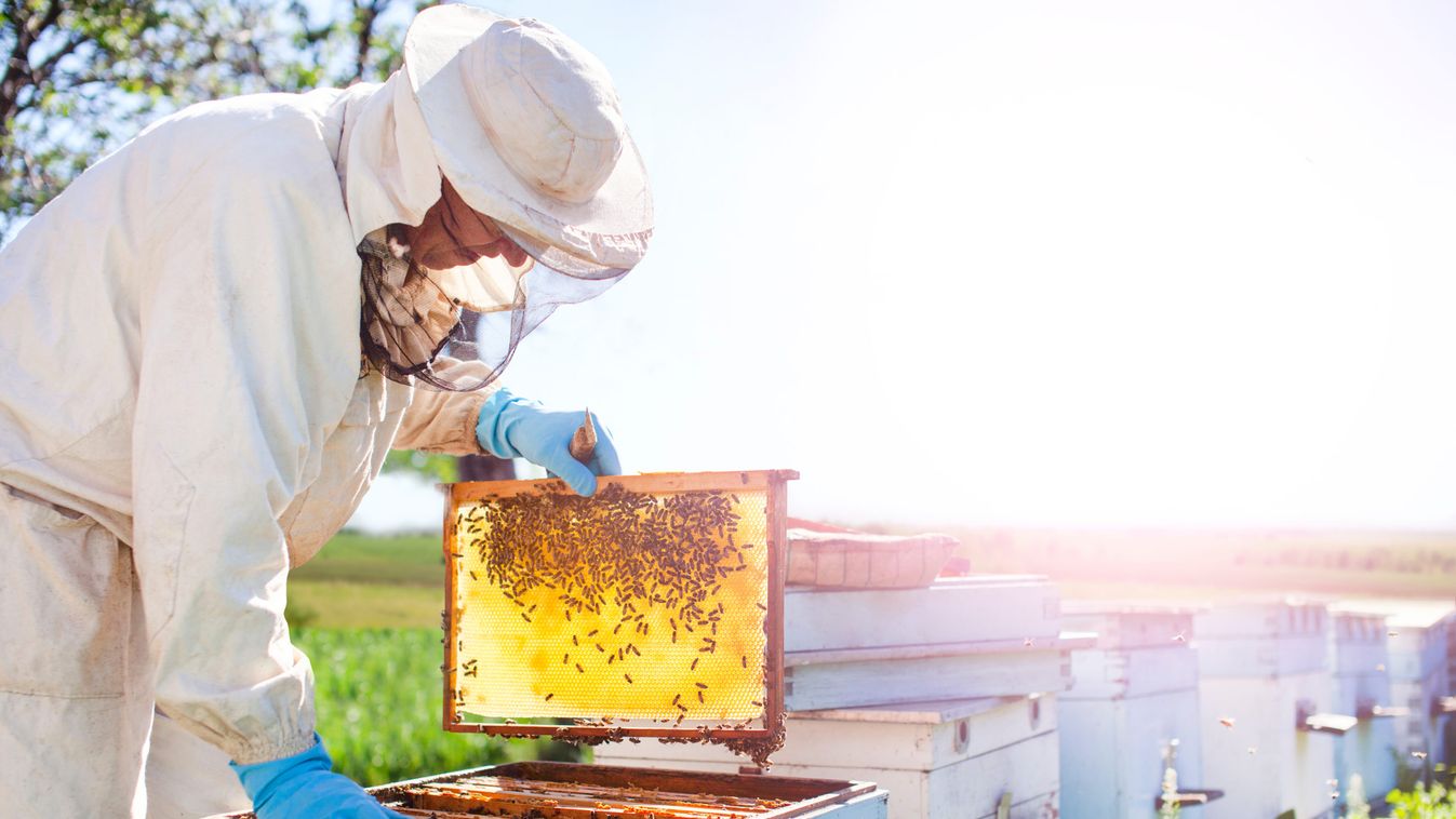Az Európai Bizottság erősítené a beporzó rovarok védelmét