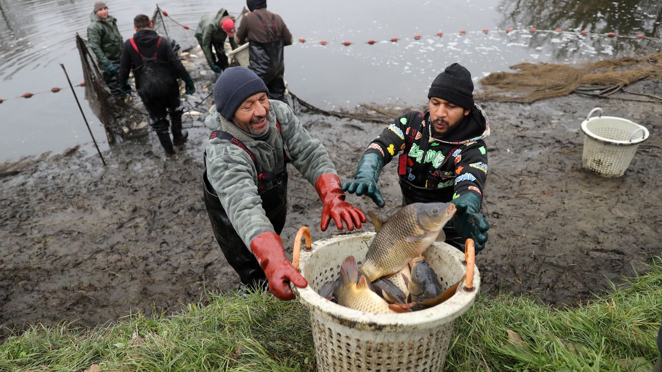 Hálóból a halpultba: a karácsonyi roham alatt is lesz elég ponty