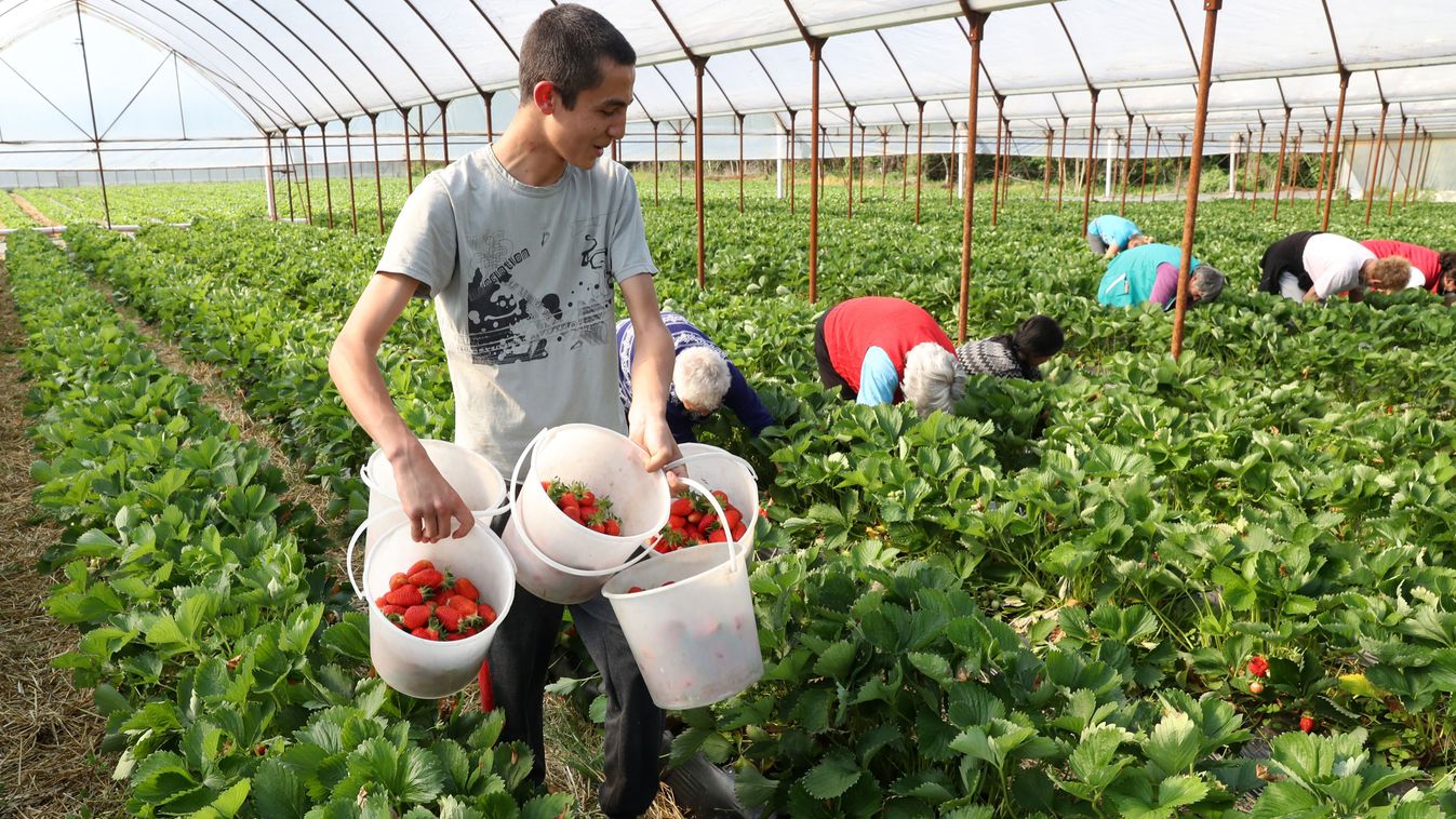 Idénymunkás nélkül maga szedi a gazda a termést