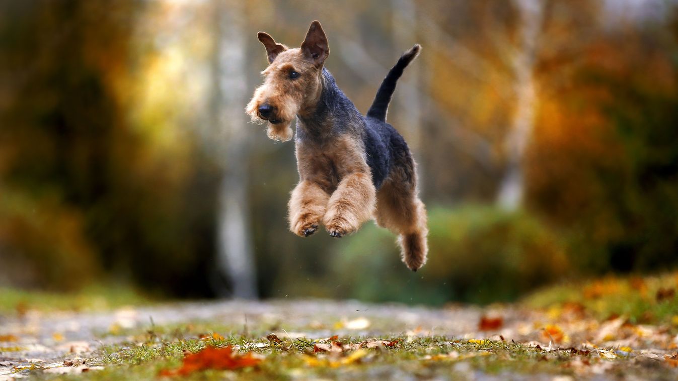 Németh Brigitta: Szőrhossztól függetlenül gondozni kell a kutyákat