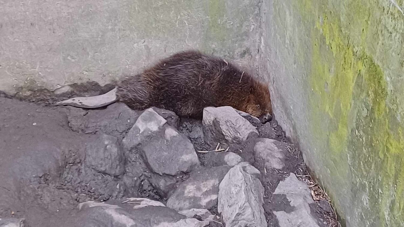 Hódot mentettek a siófoki tűzoltók - videóval