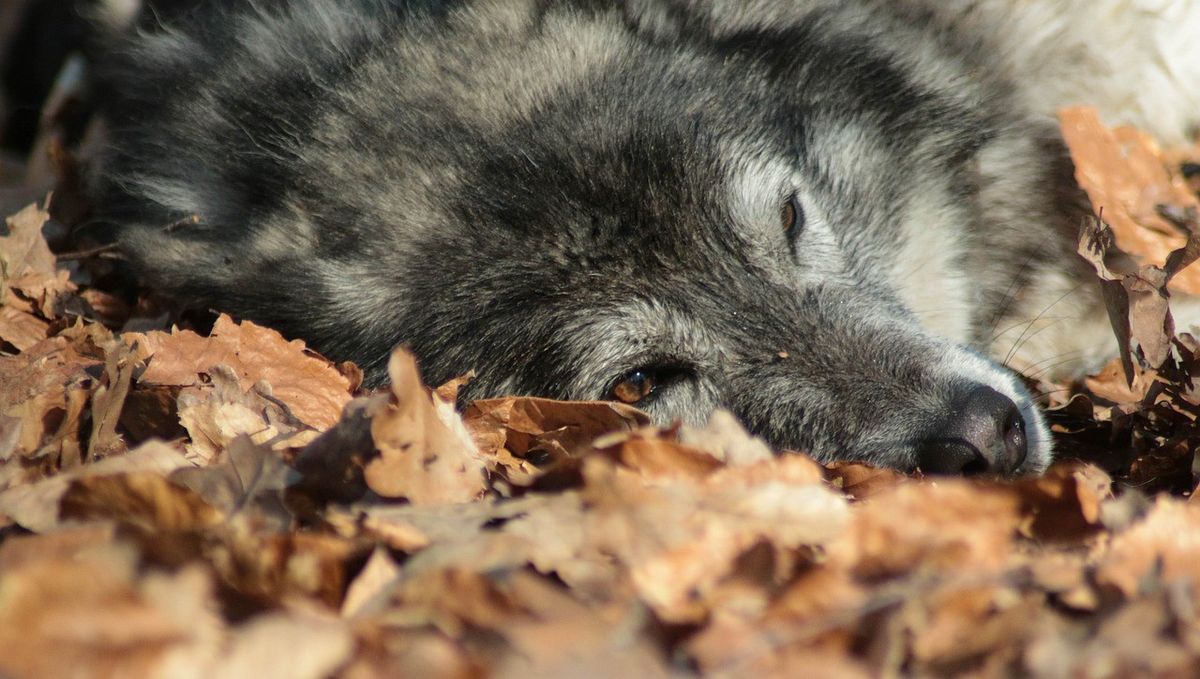 Állatkínzás Lullán - aknába dobták a kutyát