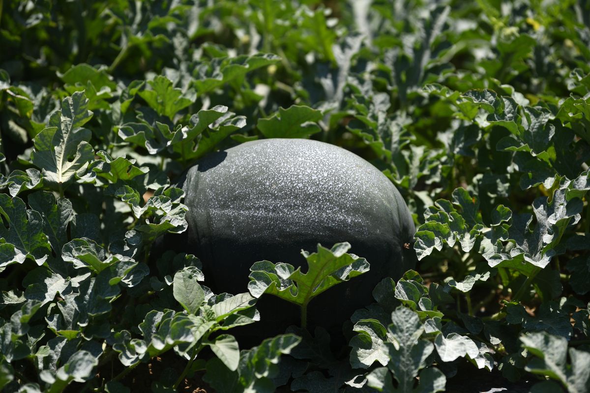 Dinnyeszezonra hangolnak már a legendás lengyeltóti kertészetben