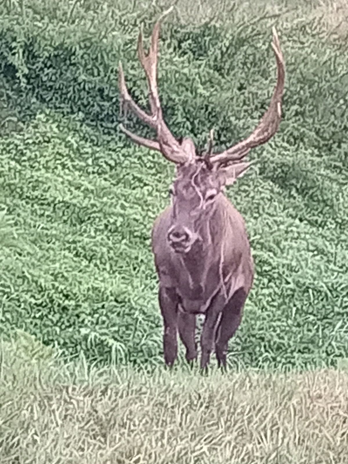 Jól érzi magát a mentett szarvasbika