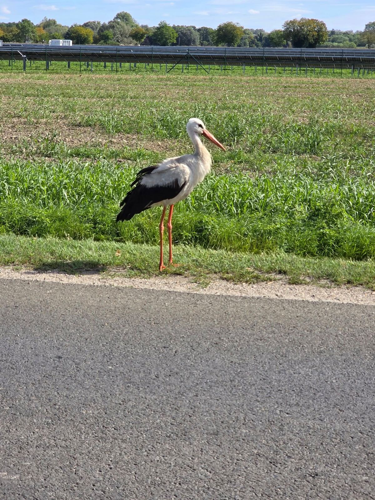 Mit keres még Somogyban a fehér gólya?