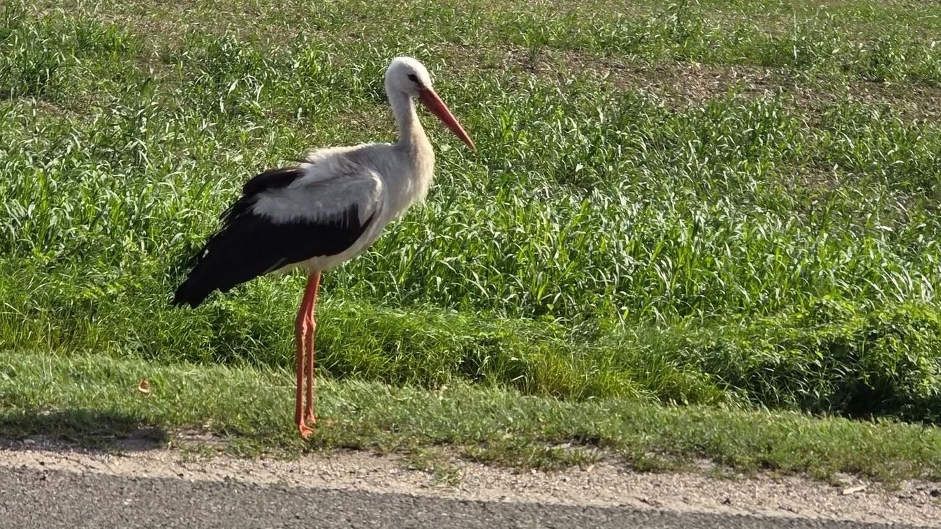 Mit keres még Somogyban a fehér gólya?