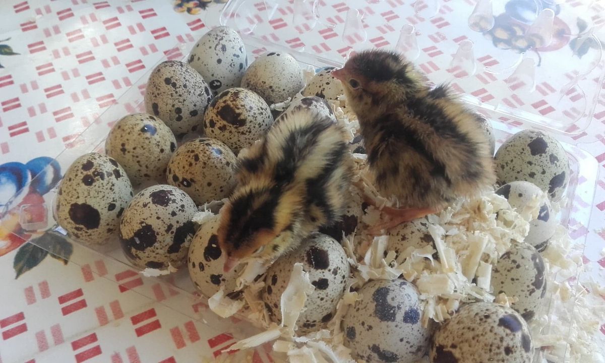 A somogyi fürjtojásból tészta is készül, mindenféle adalékanyag nélkül