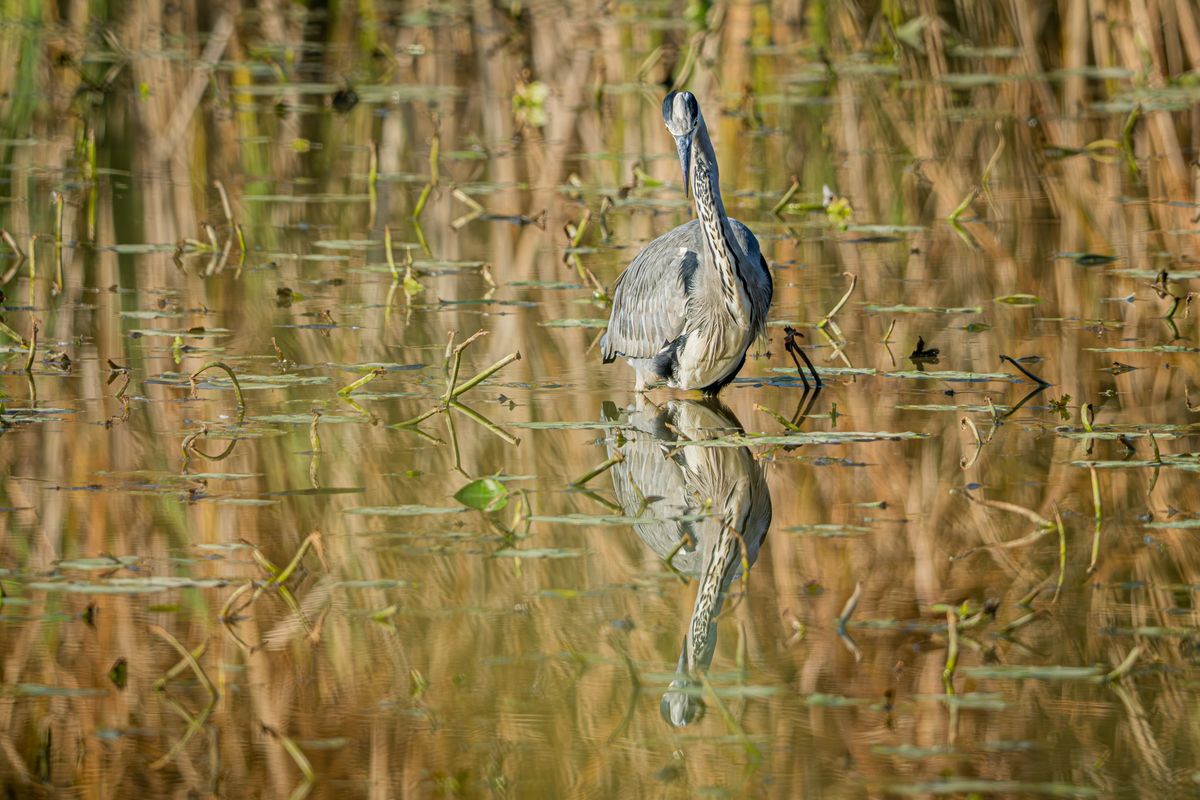 Őszi csoda a Desedán – gyönyörű madarak tűntek fel Kaposvárnál