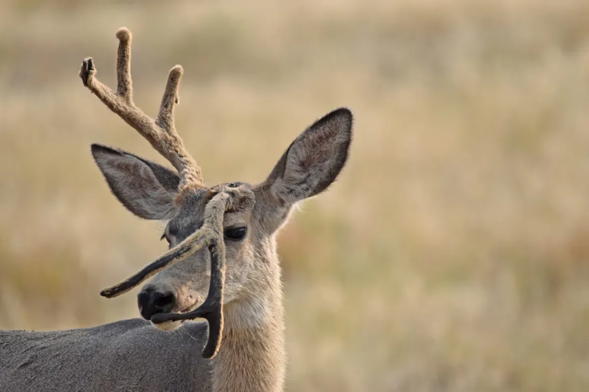 Agancs rendellenességek – amikor a természet különös formákat alkot