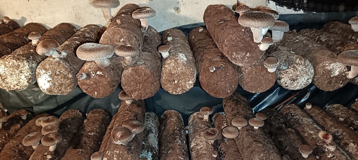 Shiitake gombát termesztenek Nagyatádon