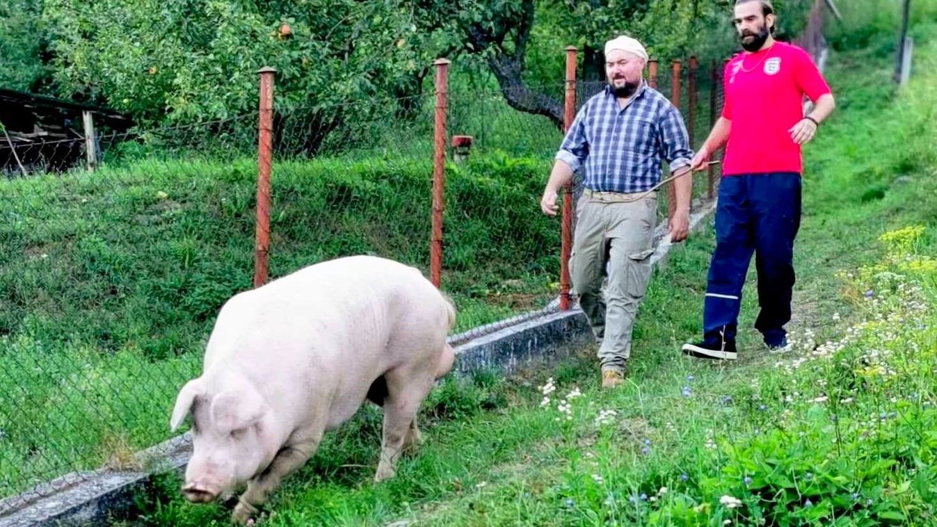 Disznó jó kolléga érkezett: Artúró már most kitúrta magának a ...
