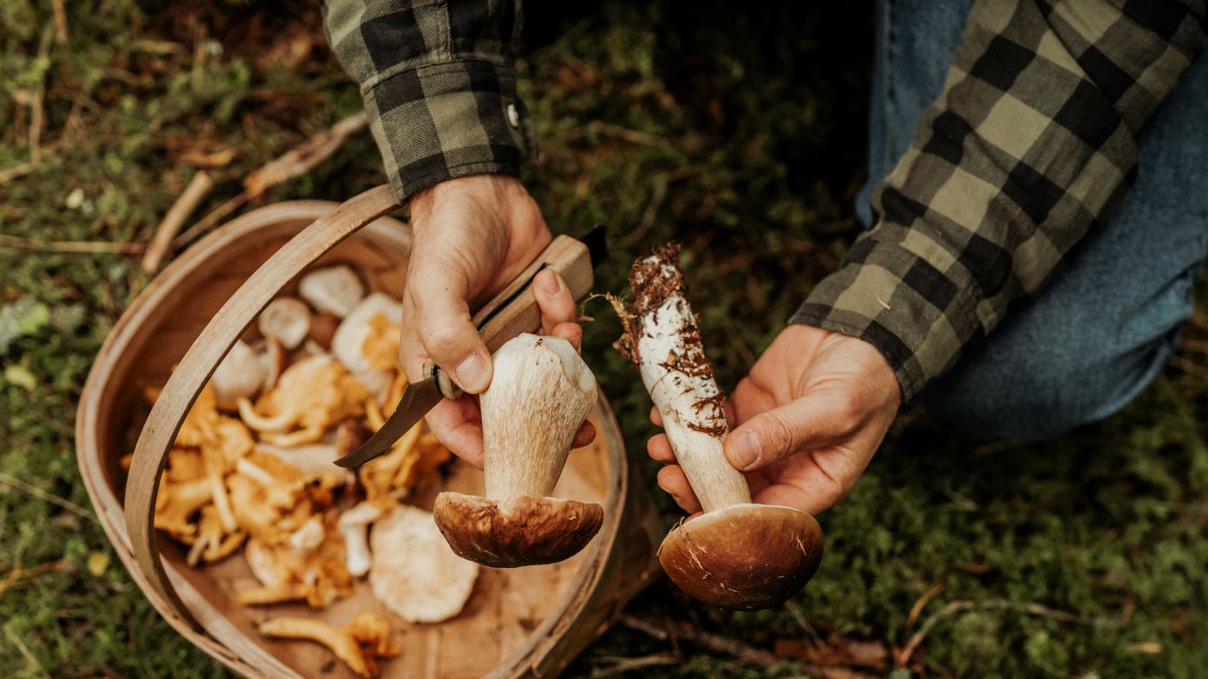 Gomba szennyeződött lisztériával, visszahívták a boltok polcairól.