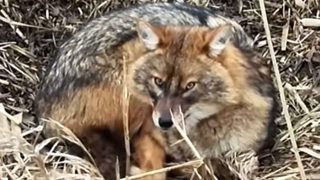 Kisfilmen a Balaton-felvidéki Nemzeti Parkhoz csatolt Nagyberek